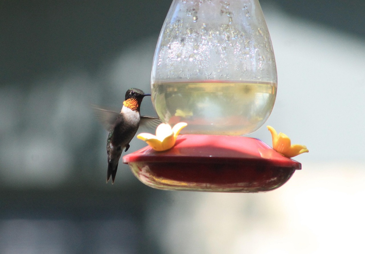 Hummingbird Bird Avian - Free photo on Pixabay - Pixabay