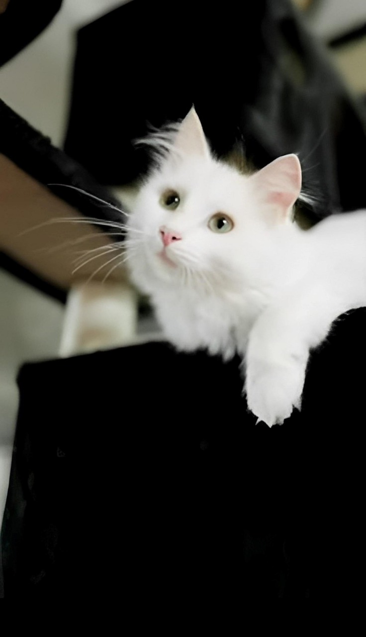 Gato Felino Olhos - Foto gratuita no Pixabay - Pixabay