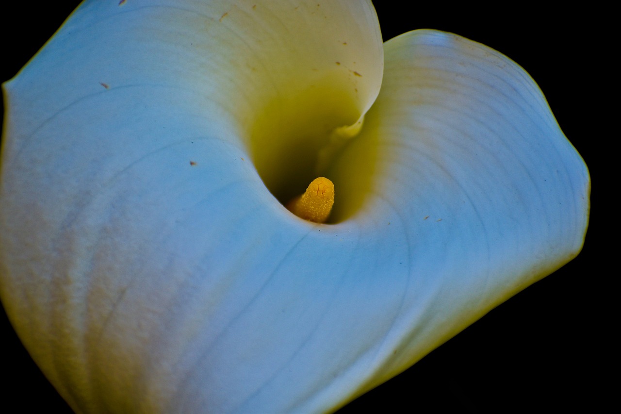 Flora Flor Botões - Foto gratuita no Pixabay - Pixabay