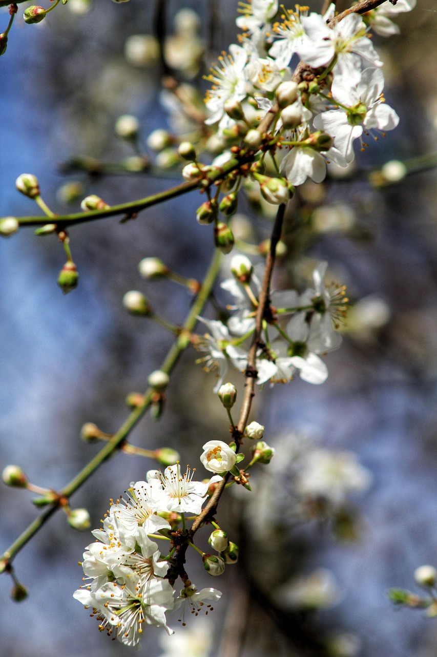 Flower Bloom Flora - Free photo on Pixabay - Pixabay