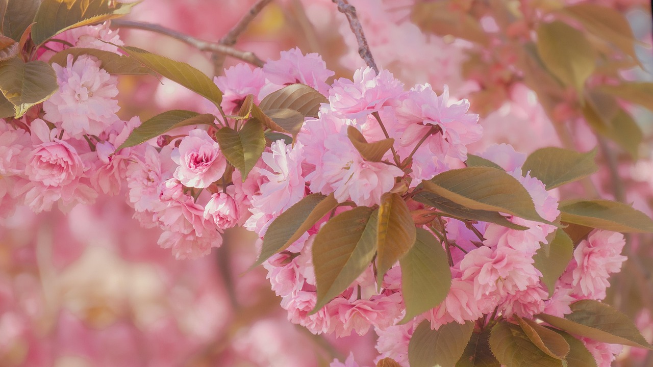 Cherry Blossoms Sakura Pink - Free photo on Pixabay