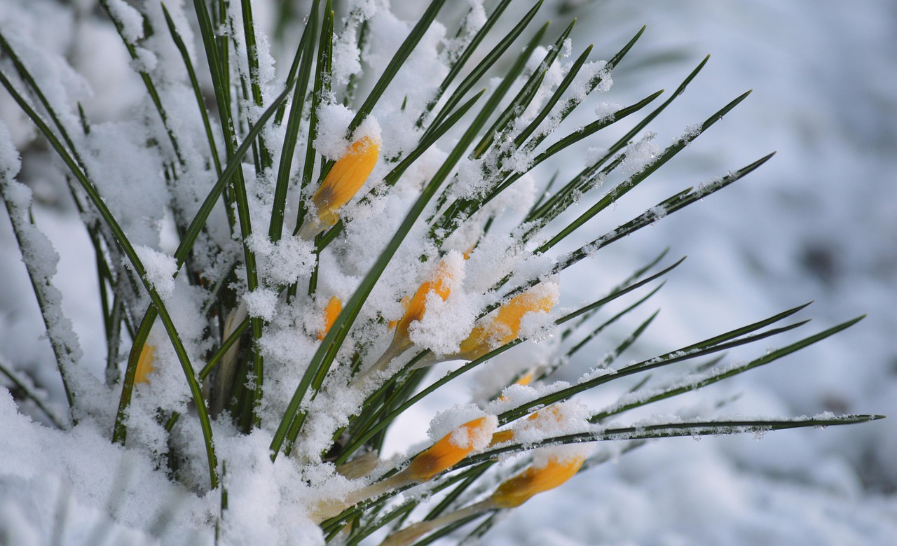 Crocuses Flower Buds Snow - Free photo on Pixabay - Pixabay