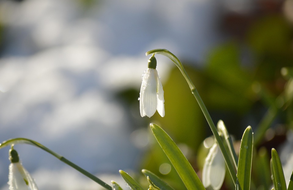 Perce-Neige Botanique Fleurs De - Photo gratuite sur Pixabay