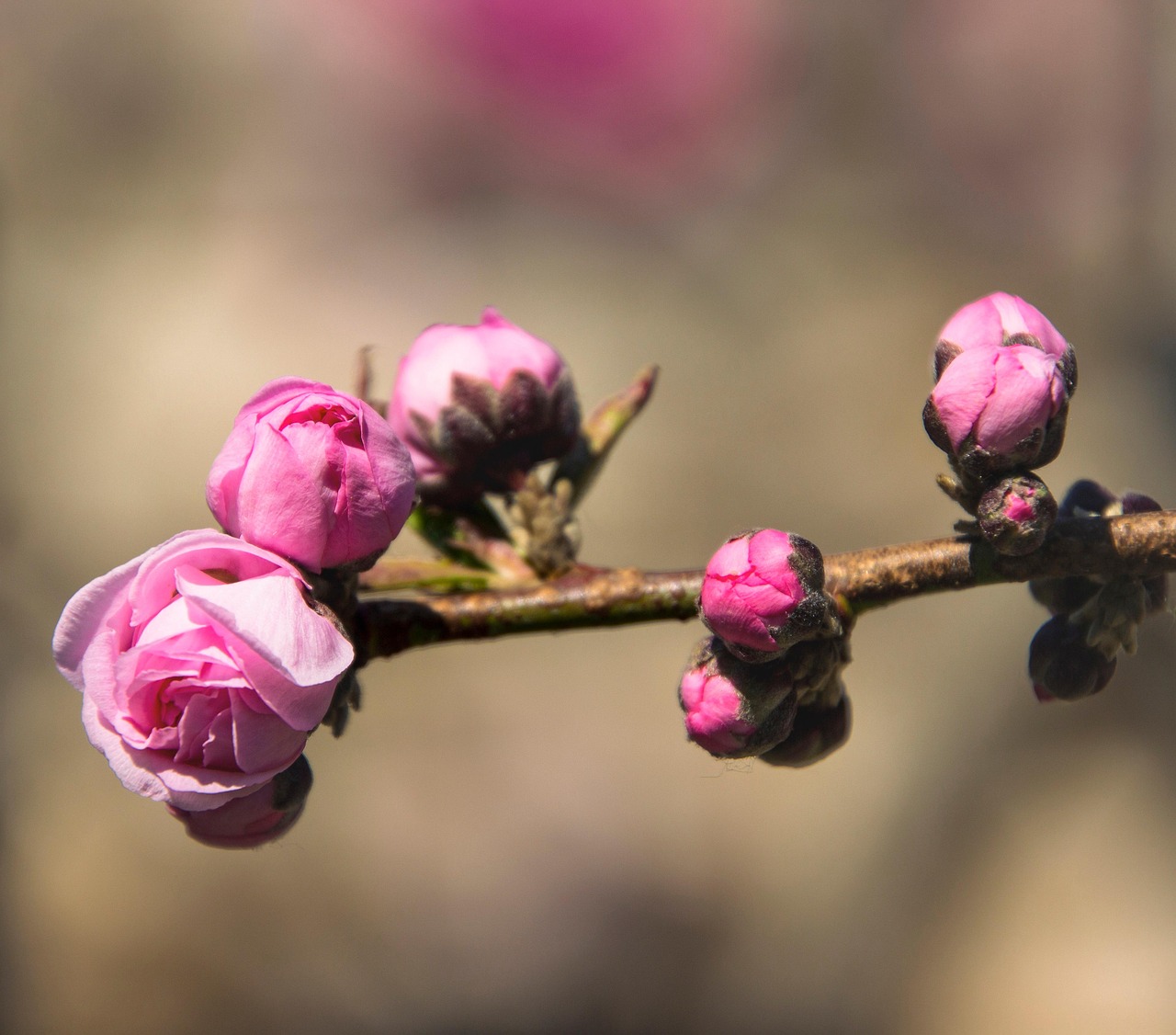 60,000+ Free Peach Flower & Nature Images - Pixabay