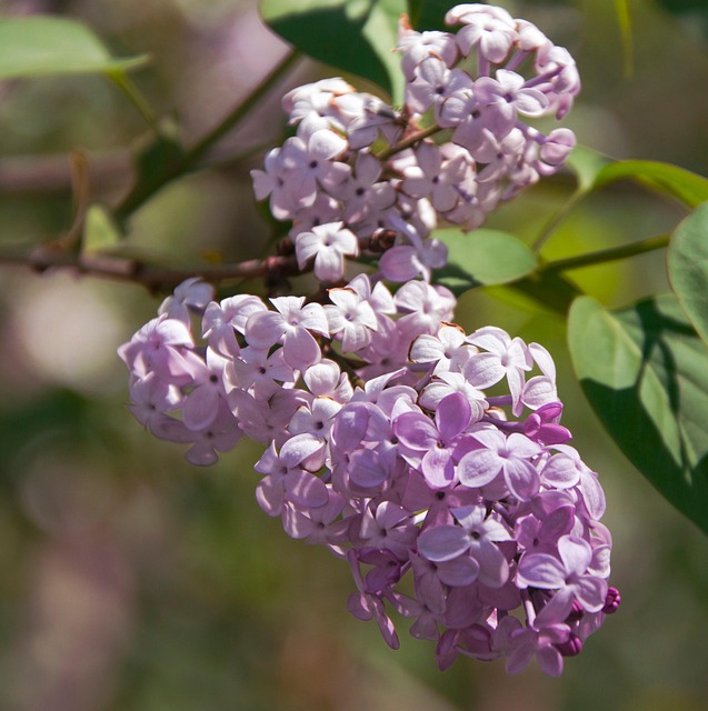 Lila Blumen Pflanzen Lilane - Kostenloses Foto auf Pixabay - Pixabay