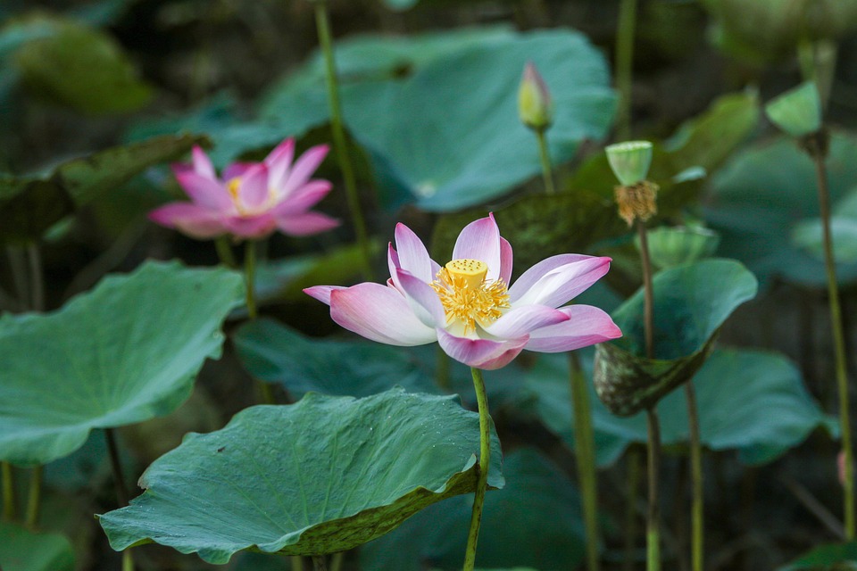Flower Lotus Botany - Free photo on Pixabay