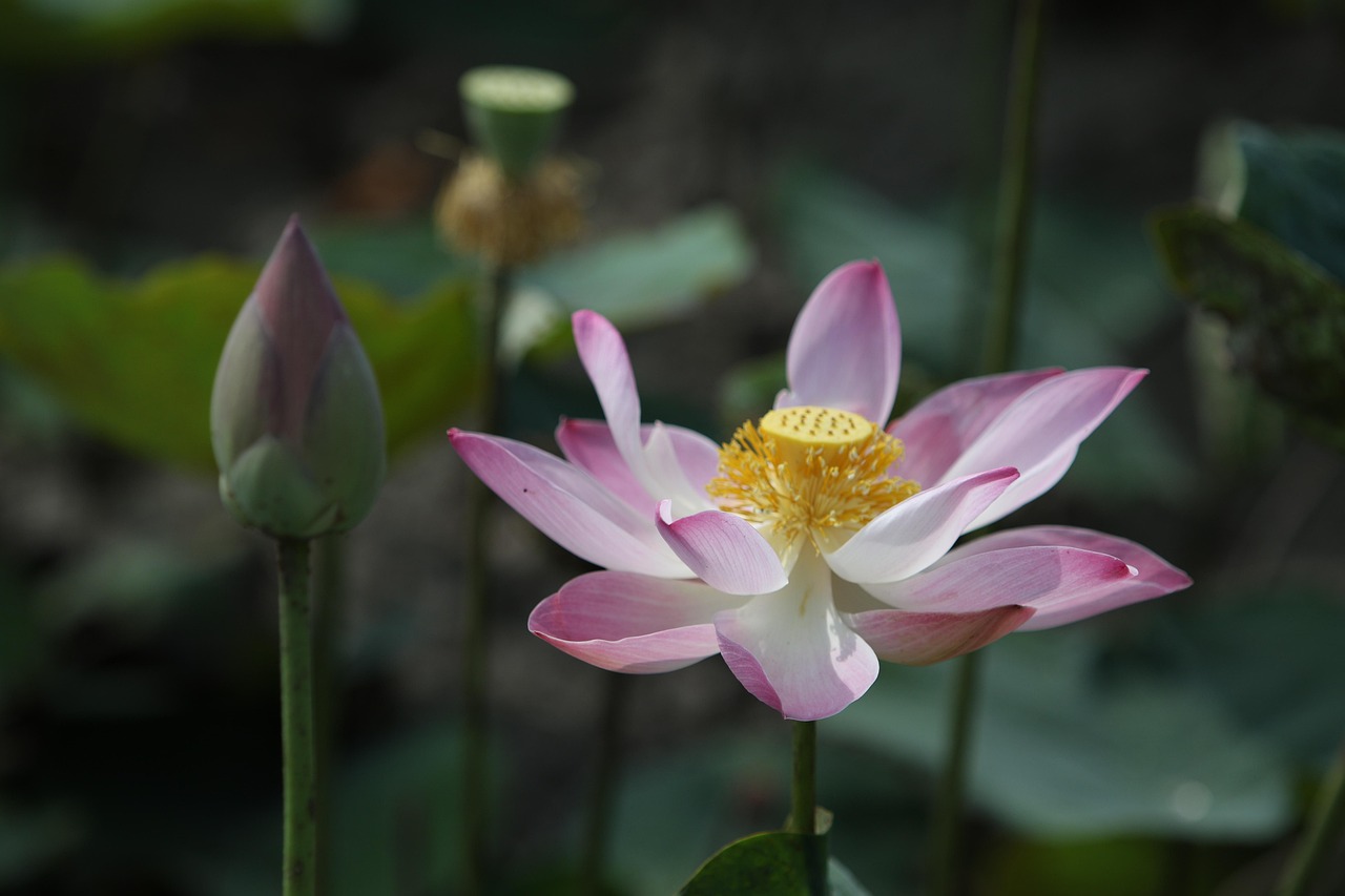 Flower Lotus Botany - Free photo on Pixabay