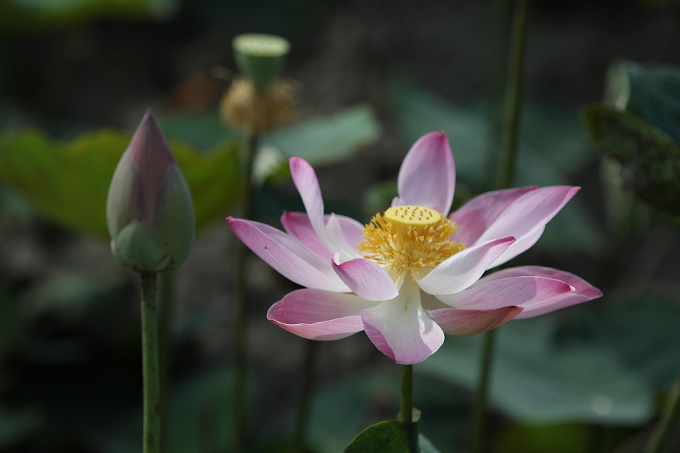 Flower Lotus Botany - Free photo on Pixabay