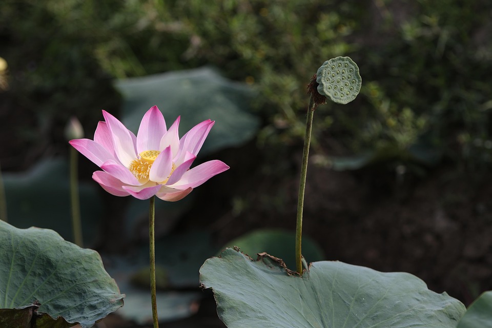 Flower Lotus Botany - Free photo on Pixabay