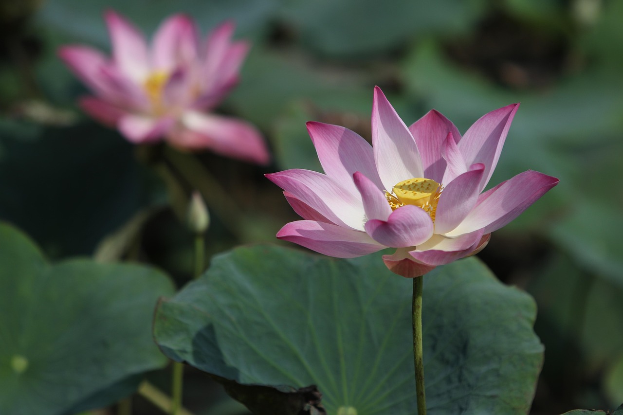 Flores Lótus Bloom - Foto gratuita no Pixabay - Pixabay