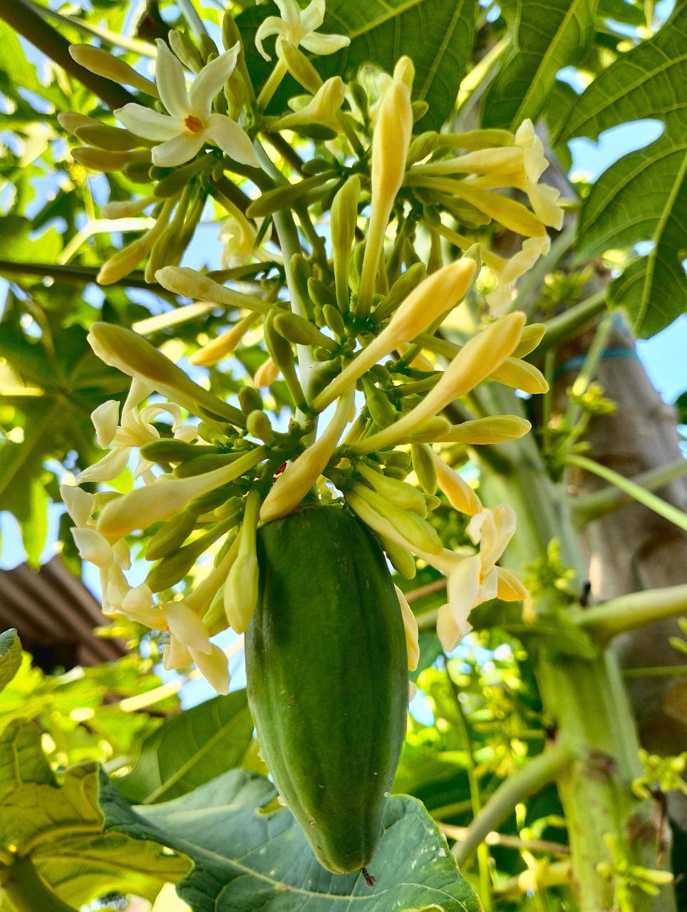 Pawpaw Fruit Plant - Free photo on Pixabay - Pixabay