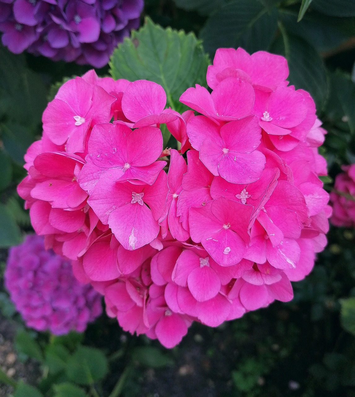 Bunga Hydrangea 1 Merah Jambu - Foto gratis di Pixabay - Pixabay