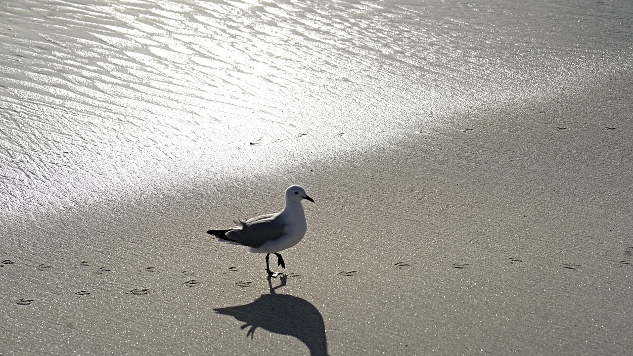 Strand Sommer Sonne - Kostenloses Foto auf Pixabay