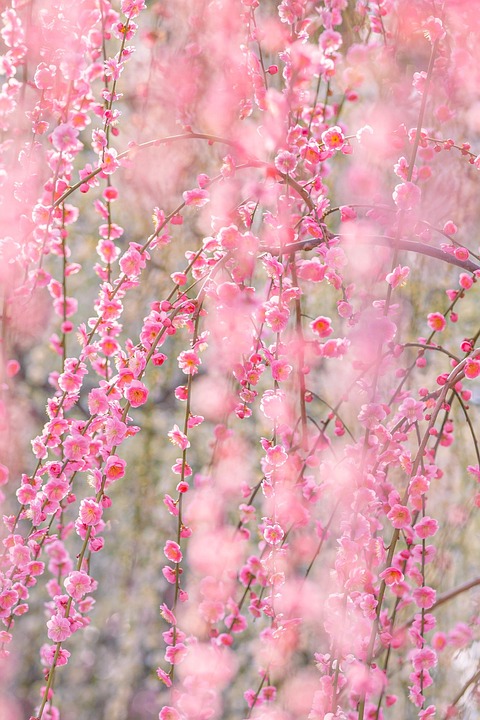 Flower Plum Blossom Botany - Free photo on Pixabay