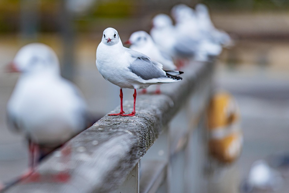 Mouettes Des Oiseaux Animaux - Photo gratuite sur Pixabay