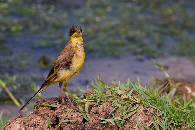 Yellow Wagtail Bird Wildlife - Free photo on Pixabay