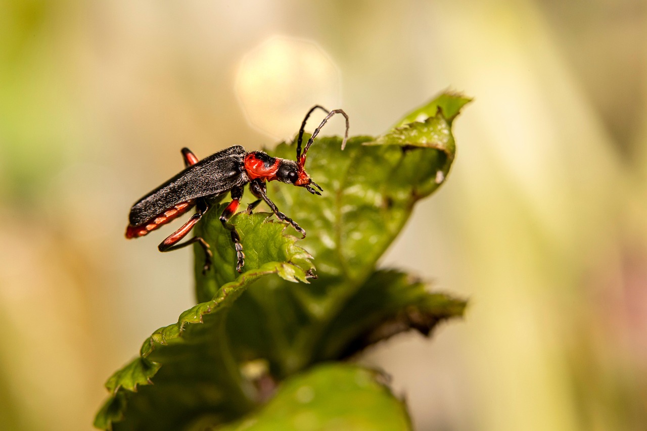 Insecto Escarabajo Entomología - Foto gratis en Pixabay - Pixabay