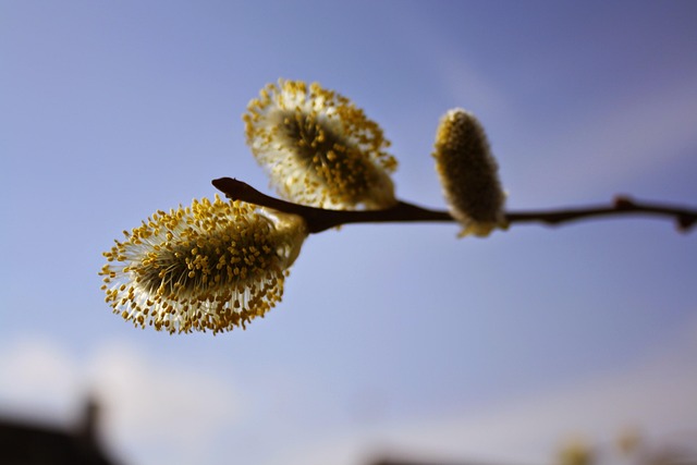 Bud'S Spring Tree - Free photo on Pixabay - Pixabay