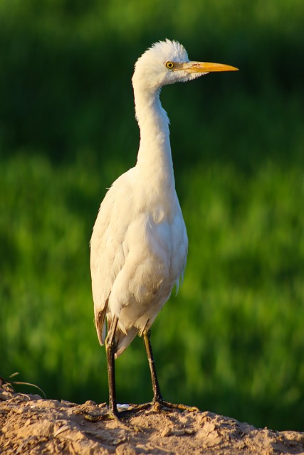 Heron Animal Nature - Free photo on Pixabay - Pixabay