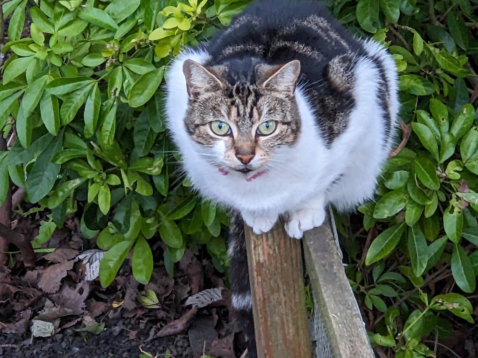 Katt Catsofvocal Catsinnam - Gratis foto på Pixabay - Pixabay