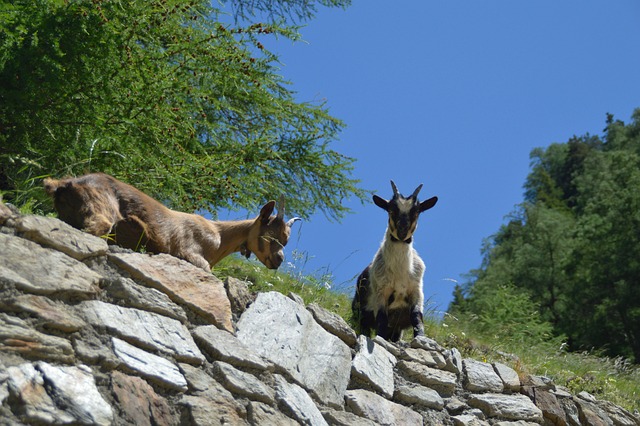 Cabras Tirol Del Sur Pared - Foto gratis en Pixabay - Pixabay