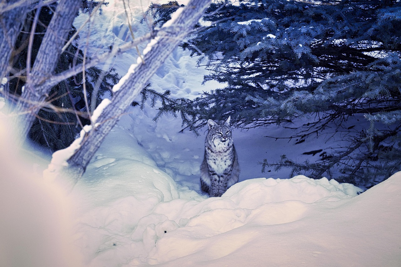 Bobcat Cat Animal - Free photo on Pixabay - Pixabay