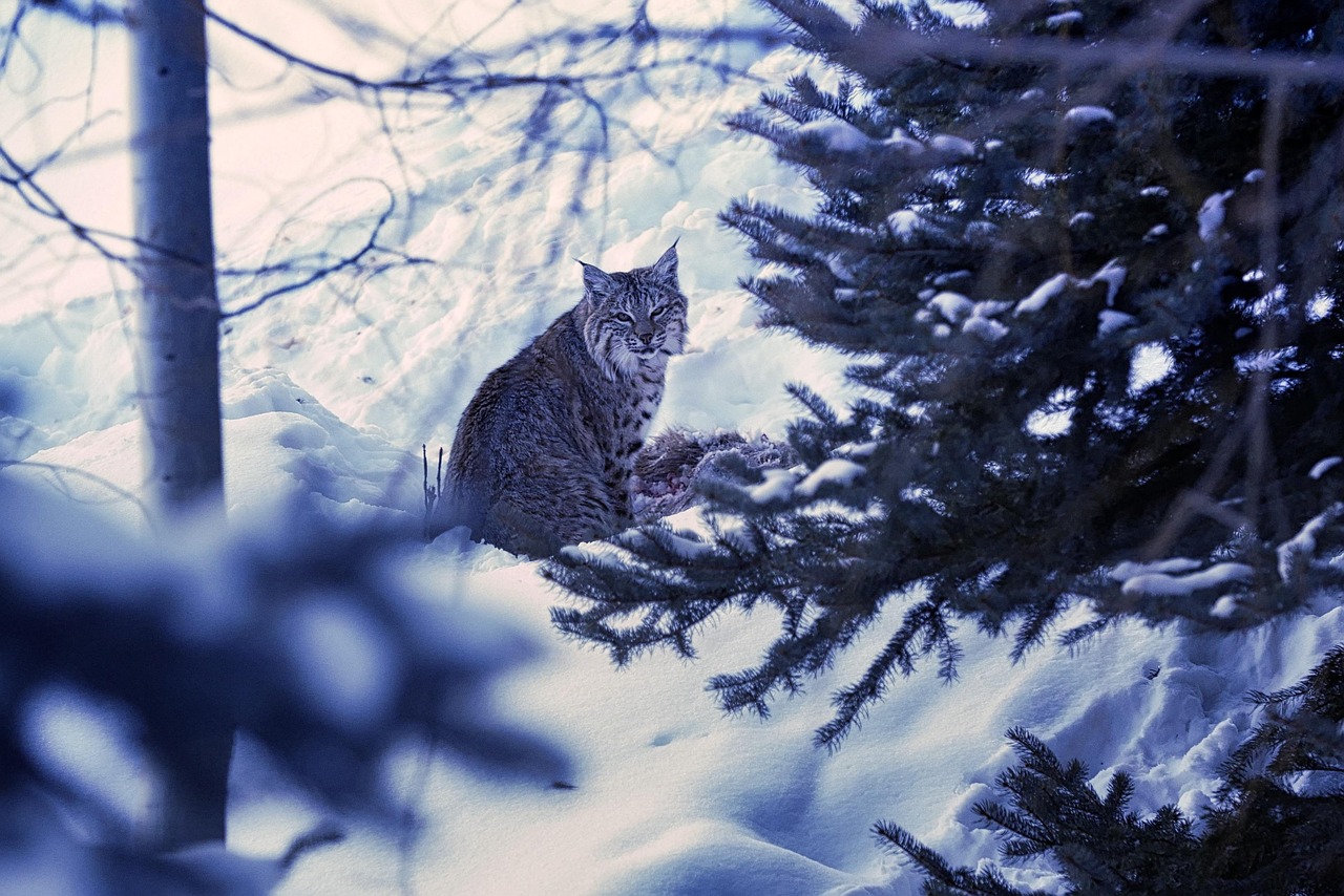80+ HD Bobcat Pictures & Images for Free - Pixabay
