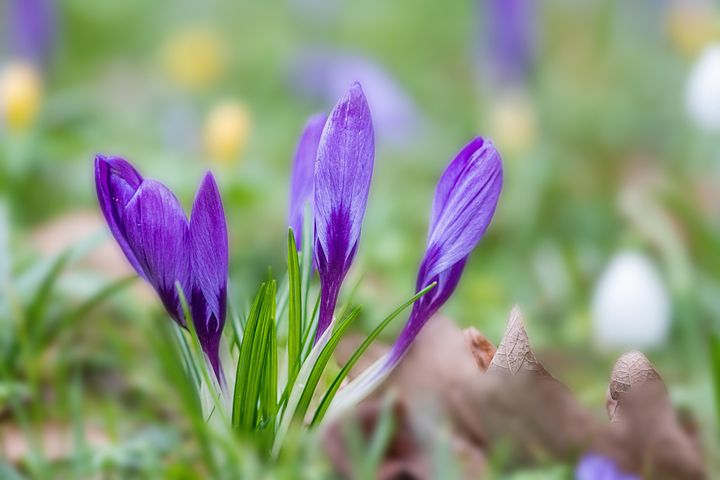 300+ Free Botanical Wallpaper & Botanical Photos - Pixabay