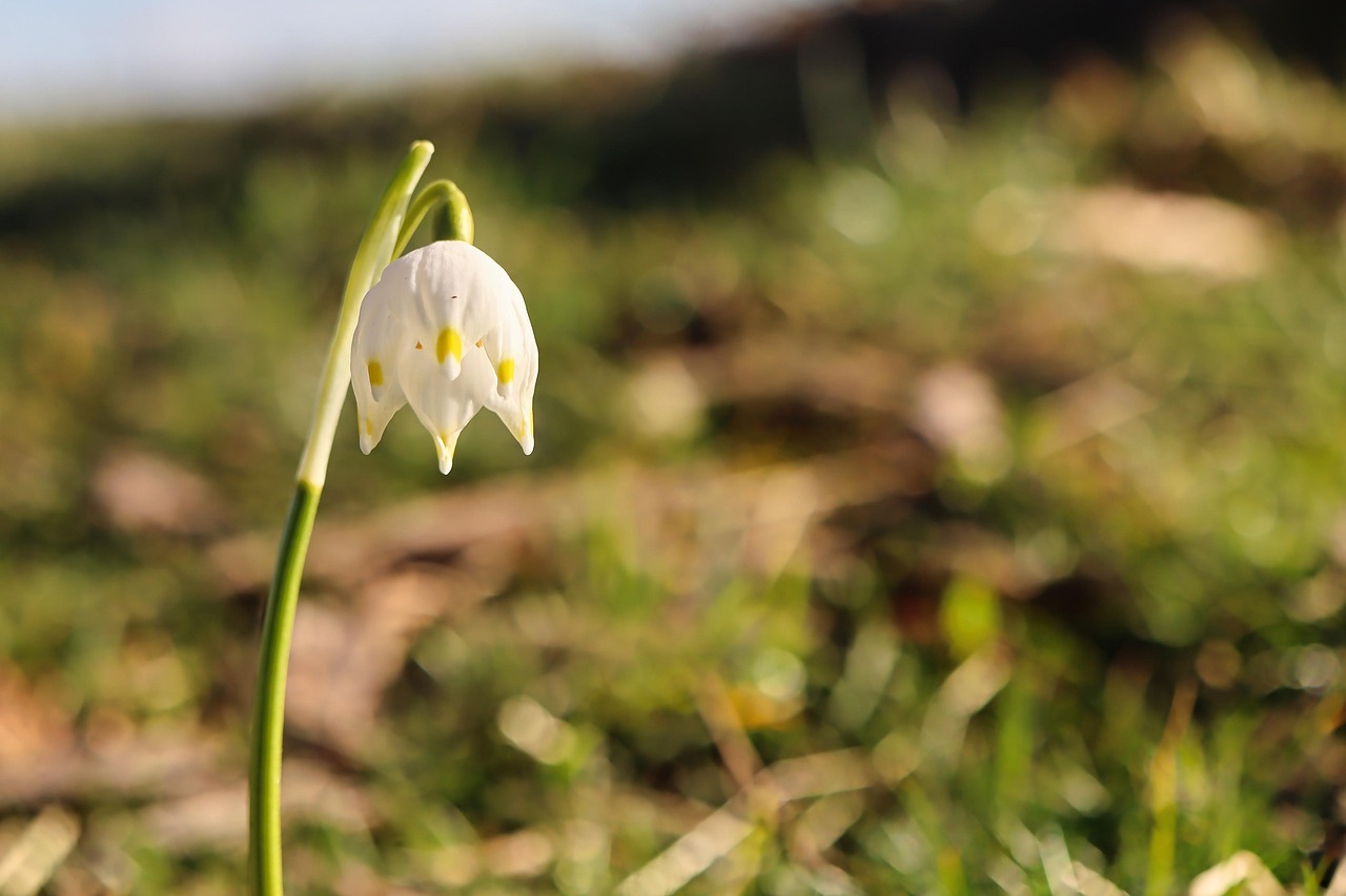 Lirio De Los Valles Flor - Foto gratis en Pixabay - Pixabay