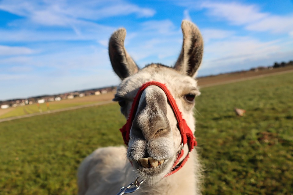 Lama Mamífero Pelo Cara De - Foto gratis en Pixabay
