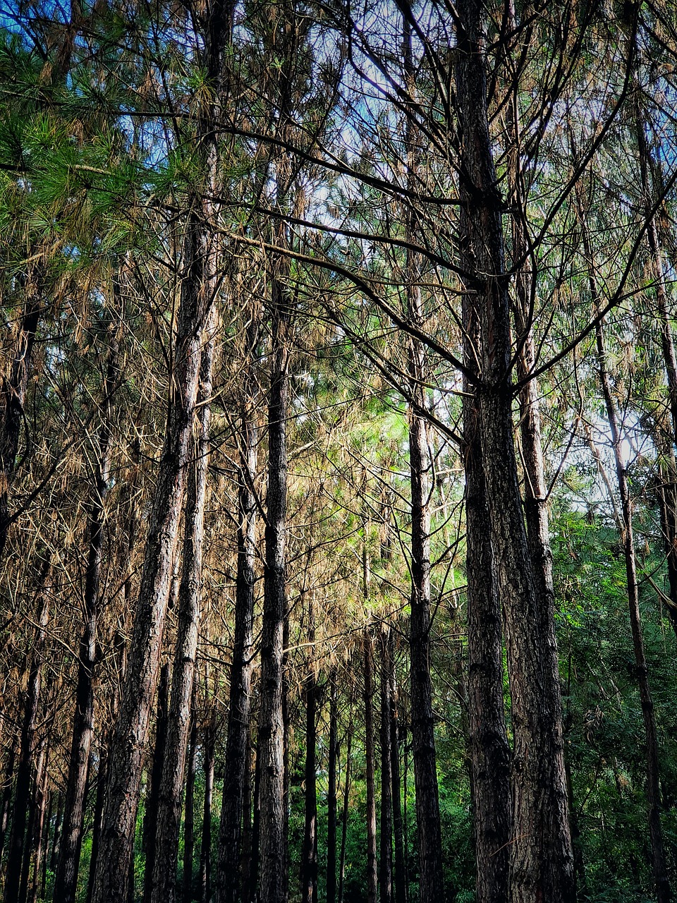 Wood Woods Trees - Free photo on Pixabay