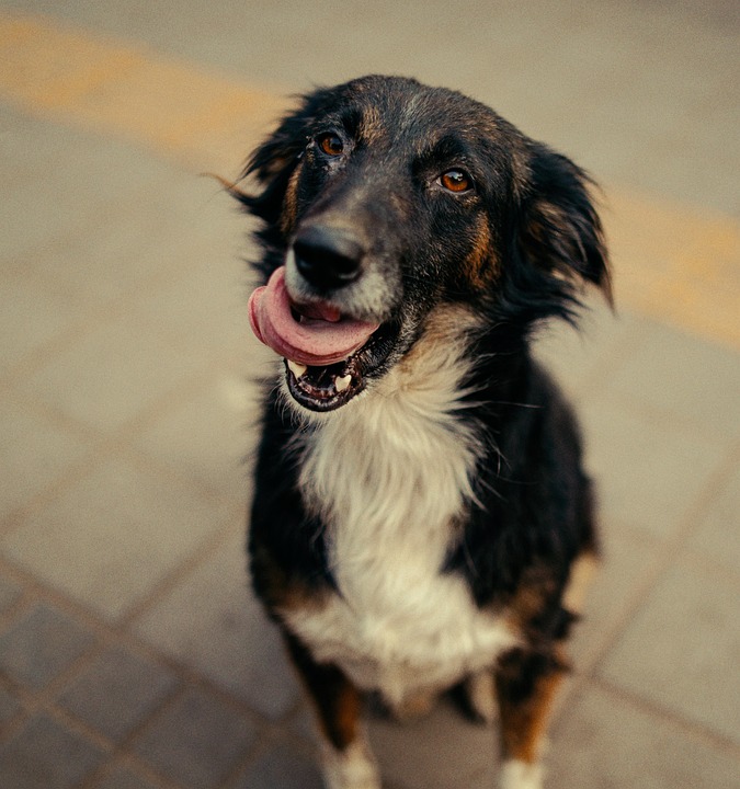 Chien De Rue Noir - Photo gratuite sur Pixabay