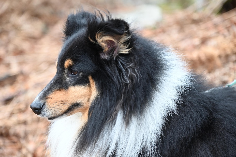 Dog Shetland Sheepdog Pet - Free photo on Pixabay