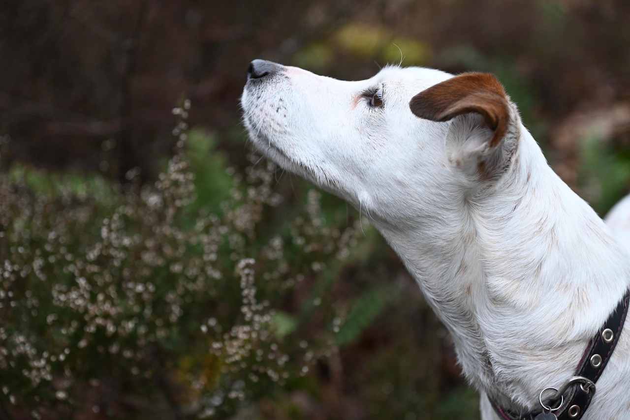 Hund Jack Russell Jagthund Terrier - Gratis foto på Pixabay - Pixabay
