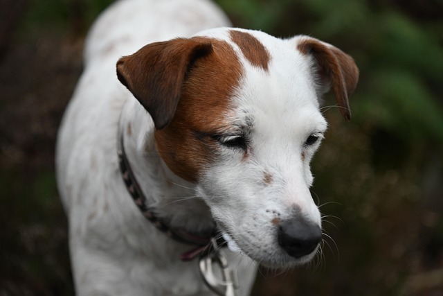杰克罗素狗 狗 猎犬 - Pixabay上的免费照片 - Pixabay
