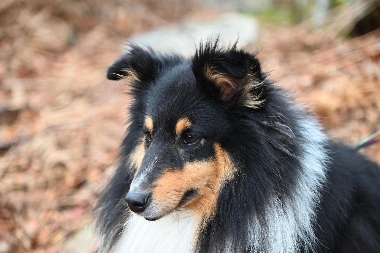 Berger Shetland Animal De - Photo gratuite sur Pixabay - Pixabay