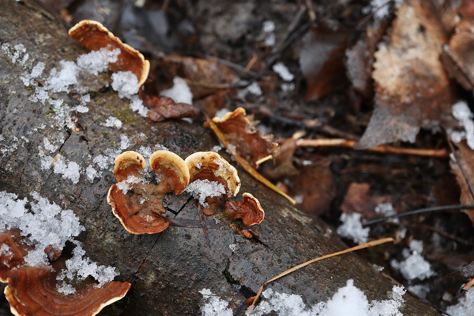 Fungus Fungi Winter - Free photo on Pixabay - Pixabay