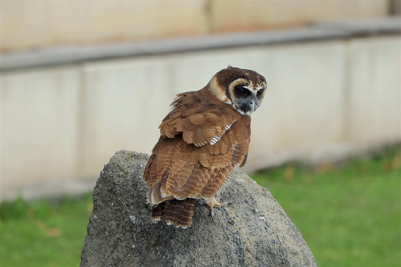 Hibou Oiseaux De Proie Fauconnerie - Photo gratuite sur Pixabay - Pixabay