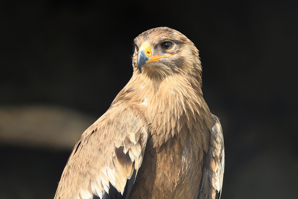 Common Buzzard Raptor Wild - Free photo on Pixabay - Pixabay Common Buzzard Raptor Wild - Free photo on Pixabay - Pixabay