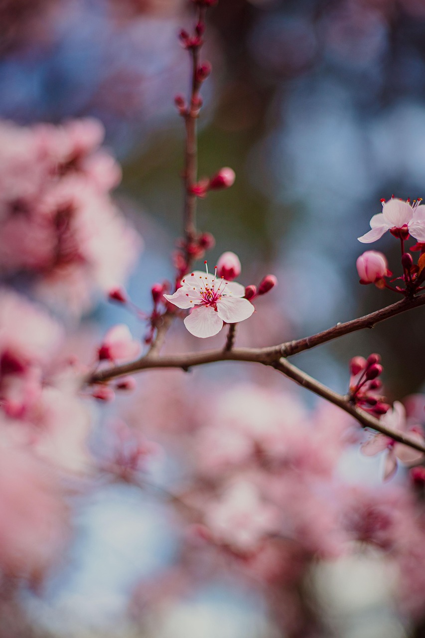 Flor Naturaleza Flora - Foto gratis en Pixabay - Pixabay