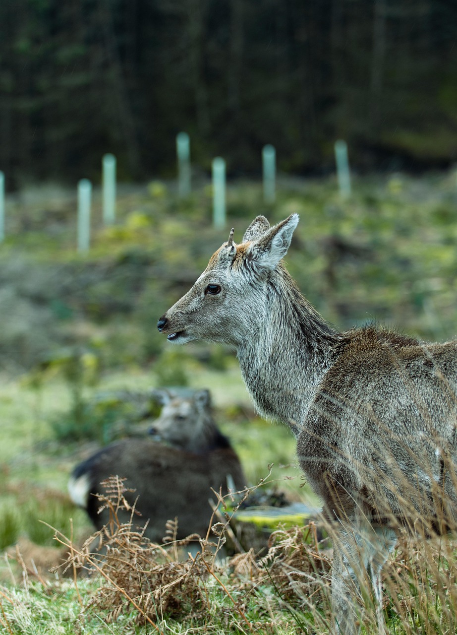 Animales Ciervo Mamífero - Foto gratis en Pixabay - Pixabay