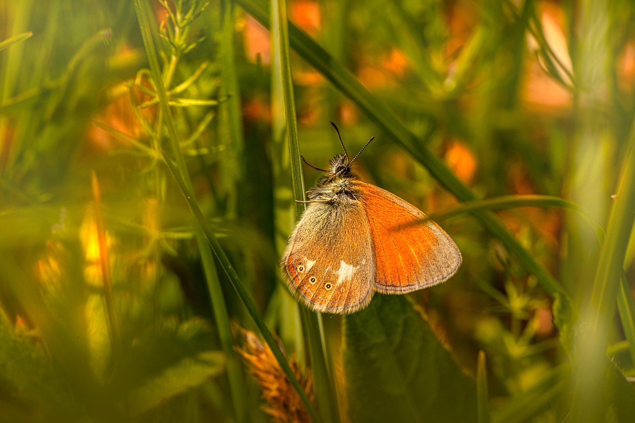 Chestnut Heath Butterfly Flower - Free photo on Pixabay