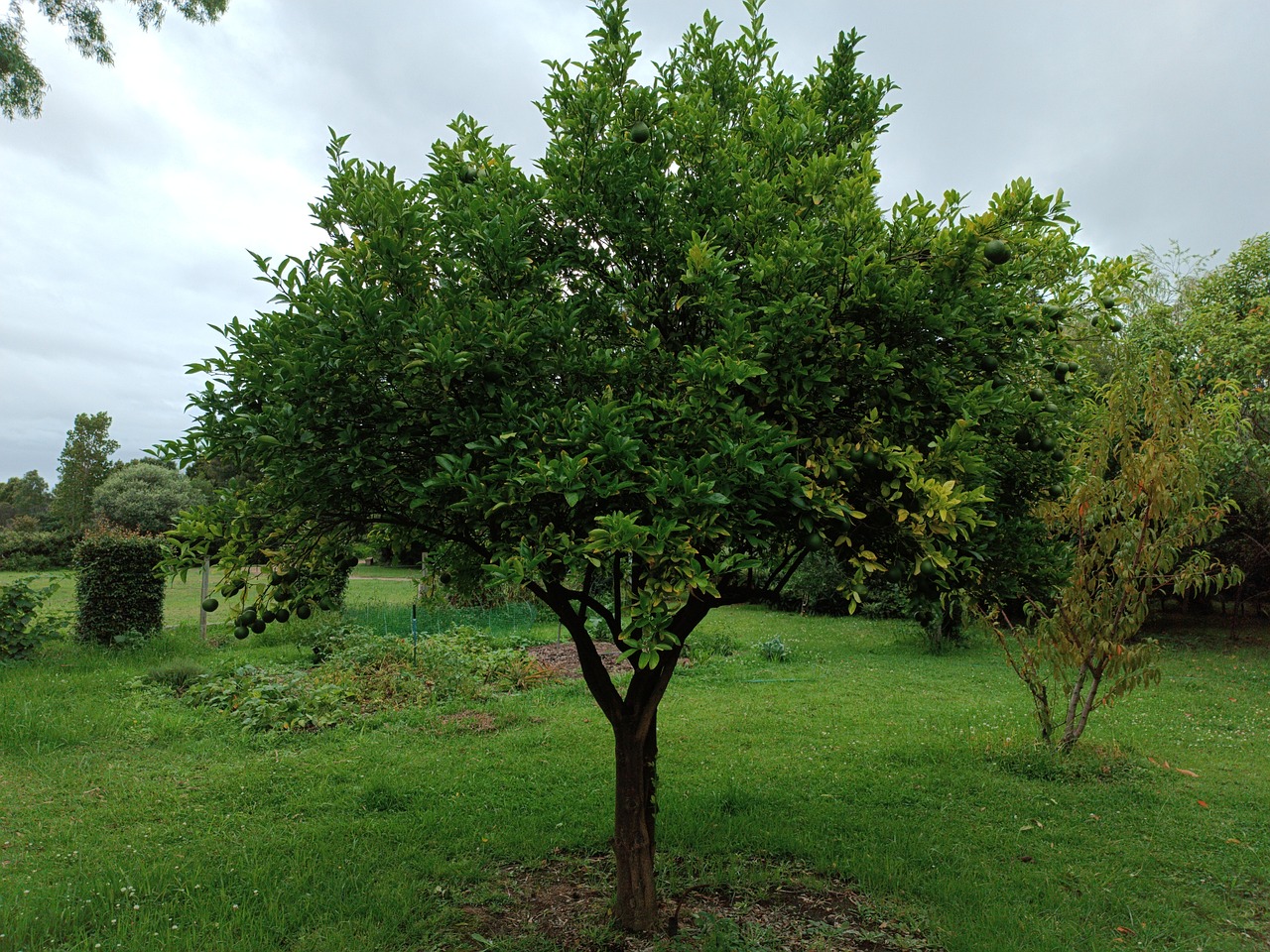 Toronja Árbol Fruta - Foto gratis en Pixabay - Pixabay