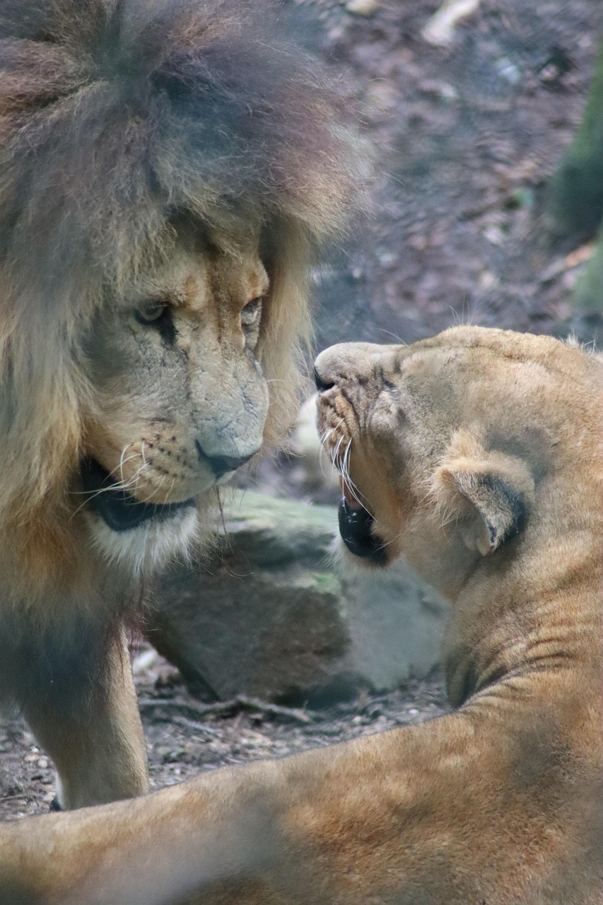 Lion Lionne Faune - Photo gratuite sur Pixabay - Pixabay