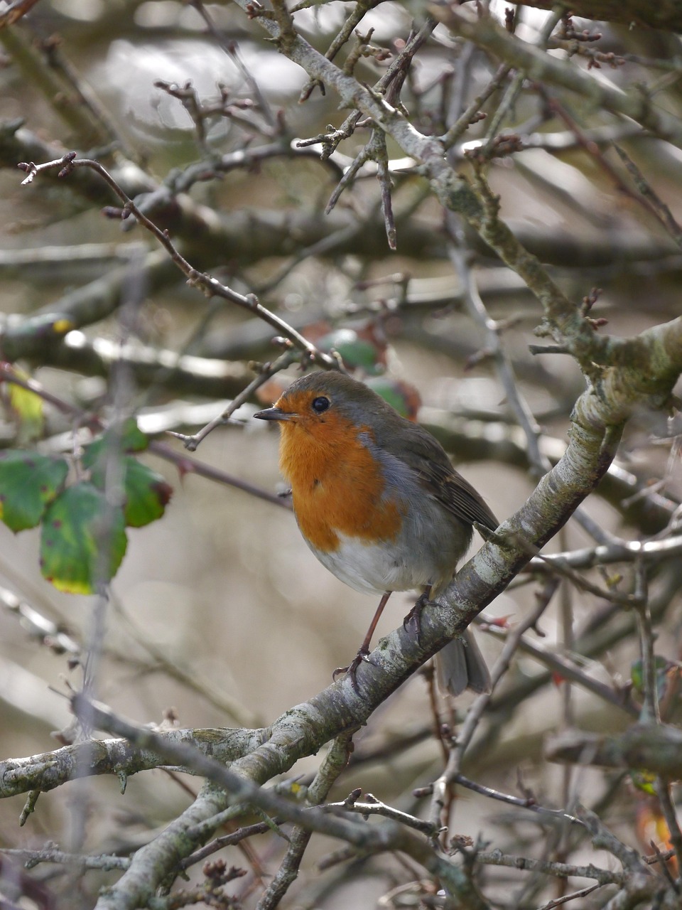 Robin Red Breast - Free photo on Pixabay - Pixabay