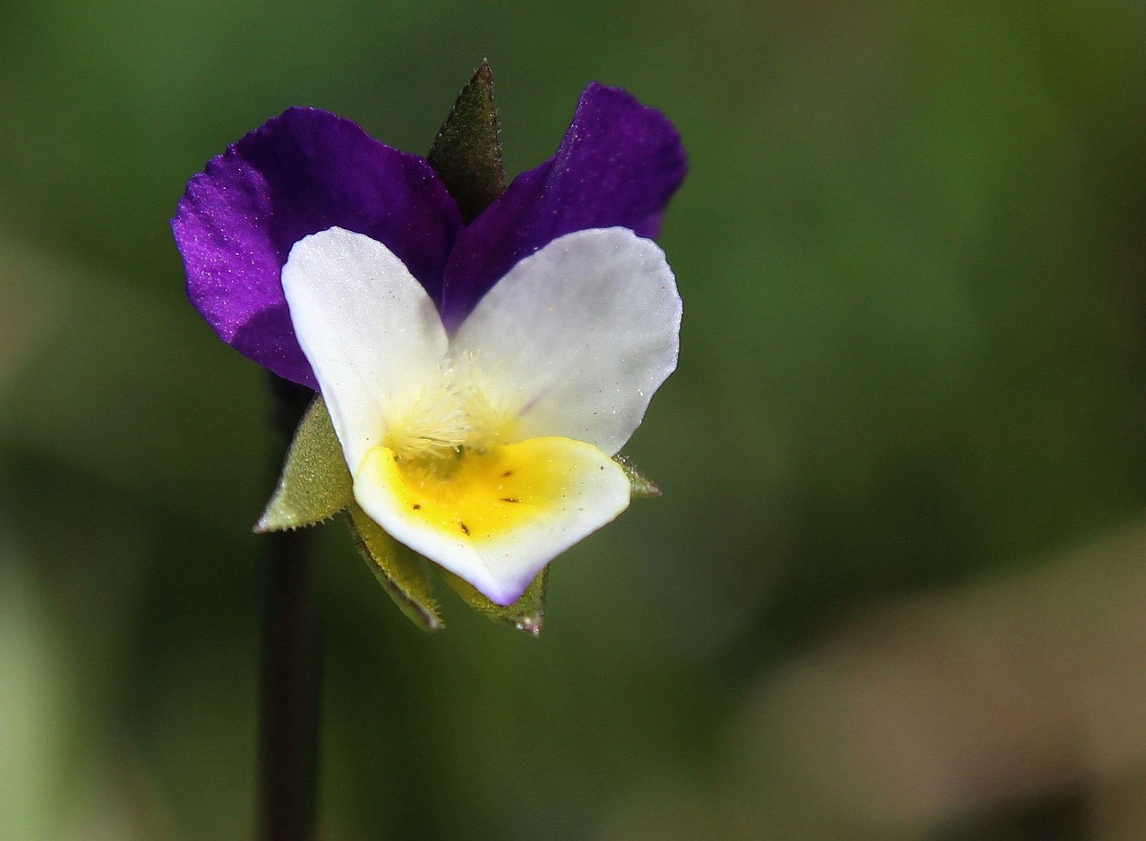 Pansy Flower Field - Free photo on Pixabay