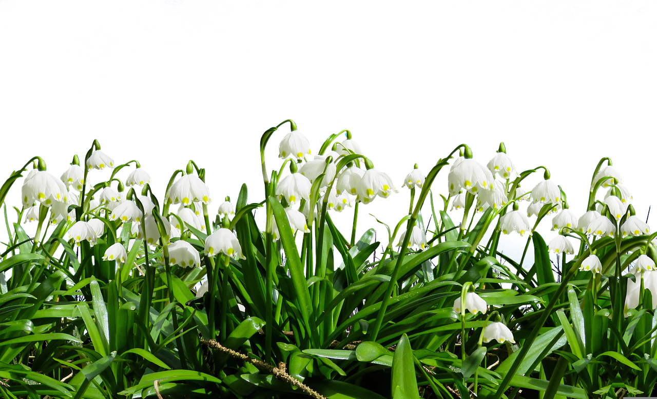 Plantar Verde Branco - Imagens grátis no Pixabay - Pixabay