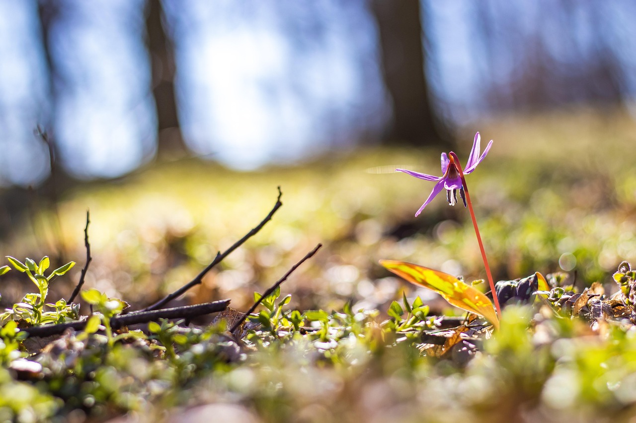Erythronium Dens Canis Dogtooth - Free photo on Pixabay
