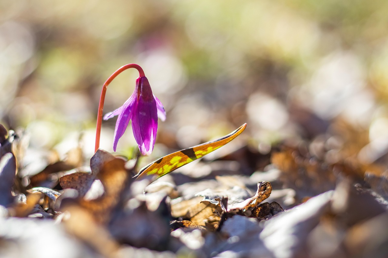 Erythronium Dens Canis Dogtooth - Free photo on Pixabay