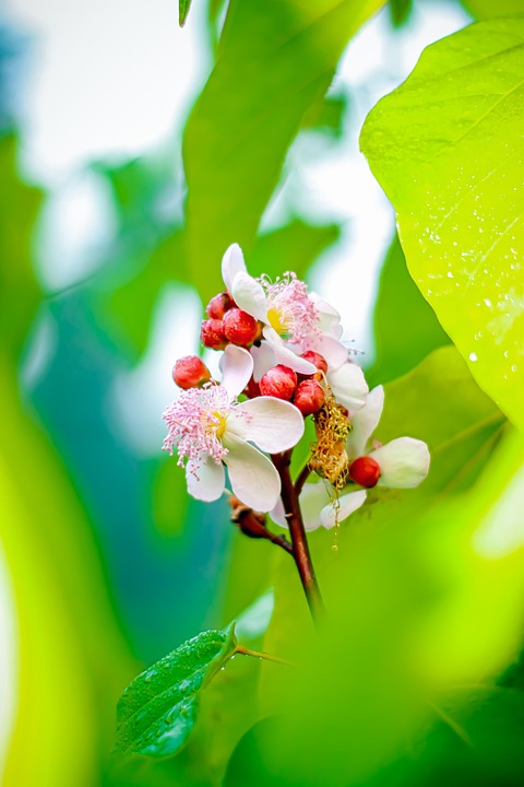 Fleurs Pétales Bourgeons Fleur - Photo gratuite sur Pixabay